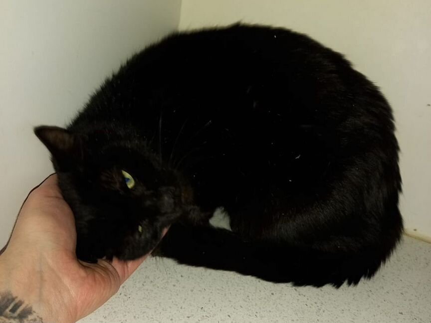 Молодая черная кошечка