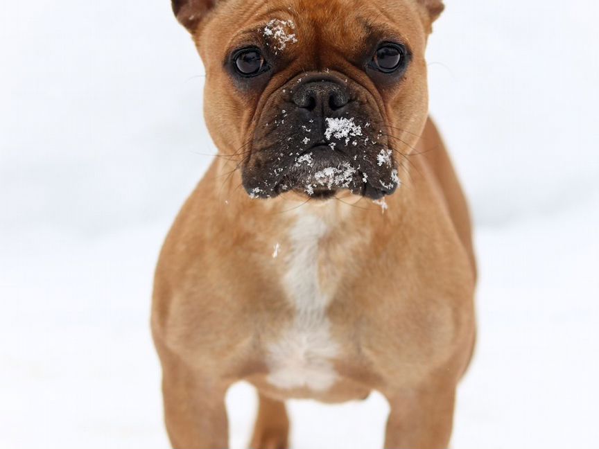 Октавия ищет дом