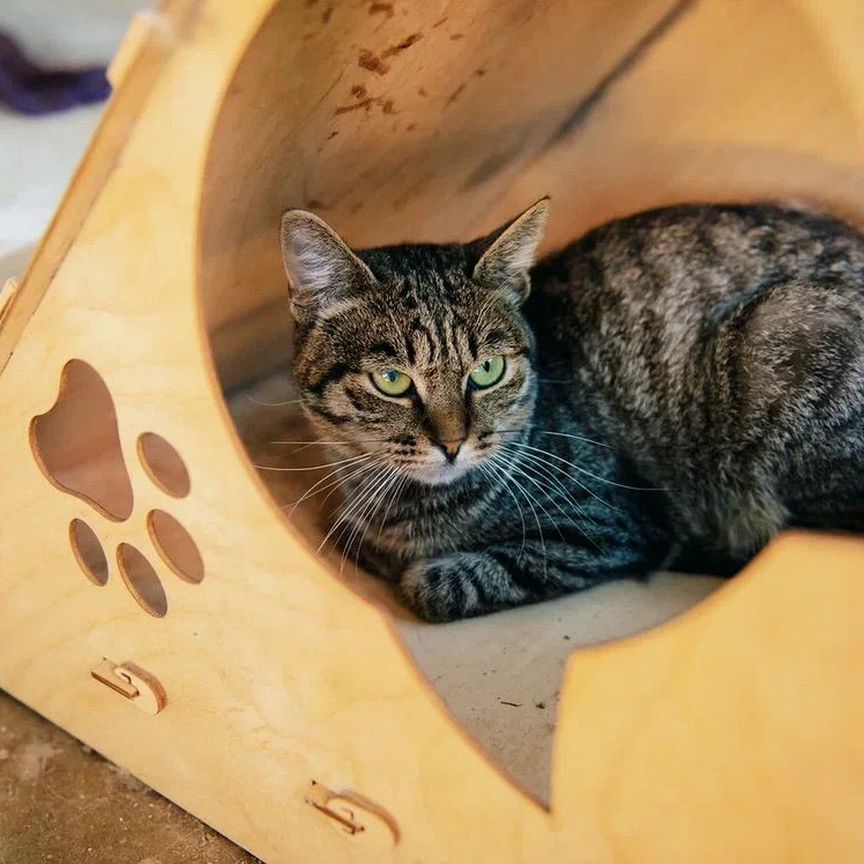 Кошечка Тигра из приюта бесплатно в добрые руки