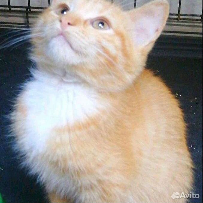 Котенок рыжий ребенок ищет дом