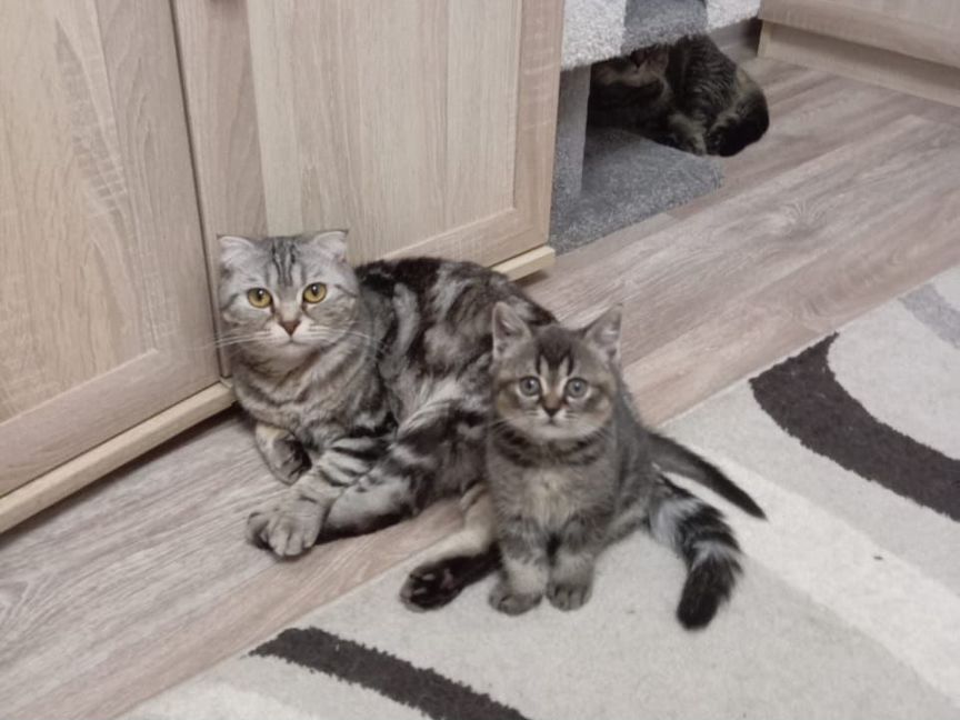 Шотландский котенок