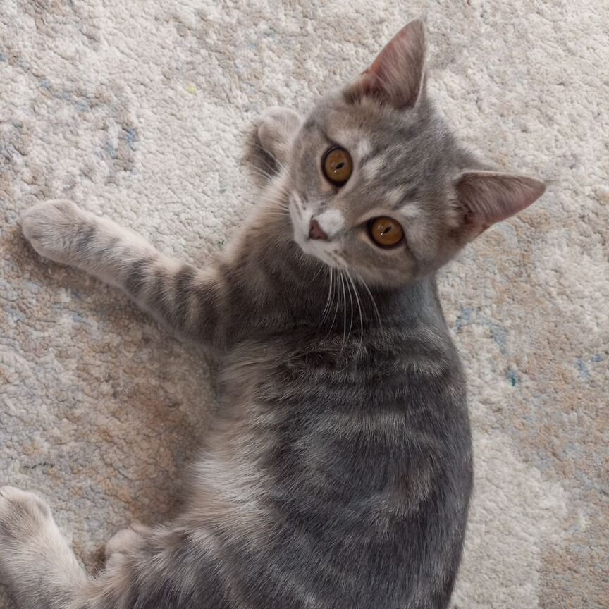 Котенок скоттиш страйт