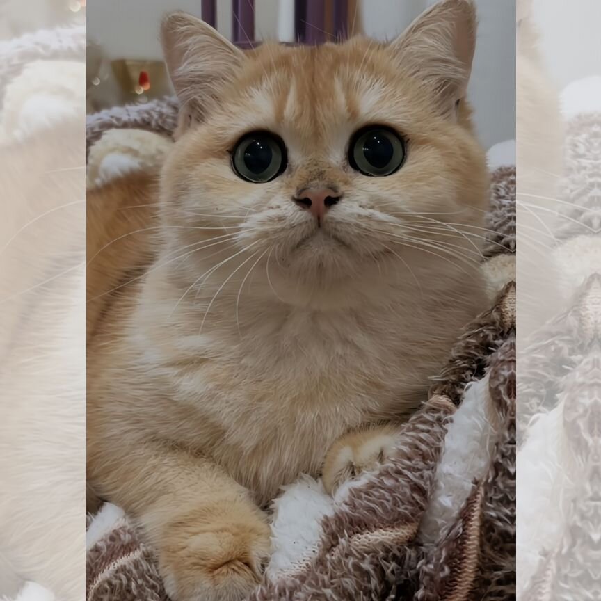 Британский короткошёрстный котёнок