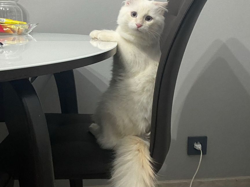 Вязка кота