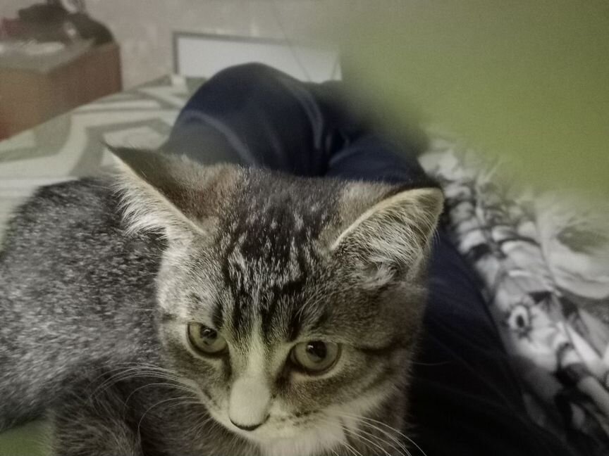 Кошки в добрые руки бесплатно