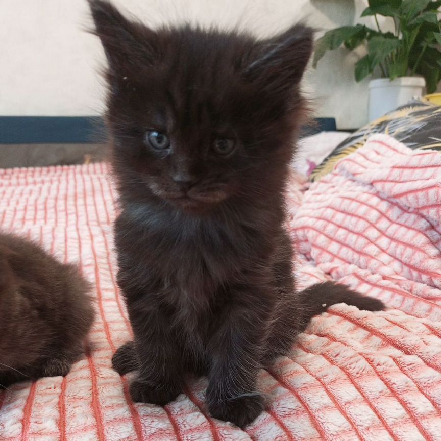 Мейн-кун котёнок