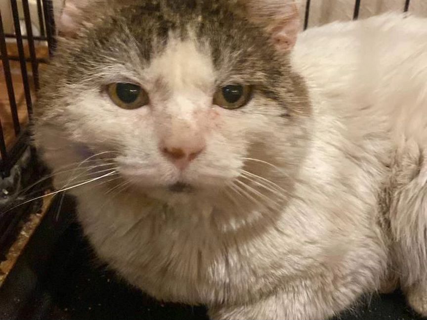 Спасённый котя