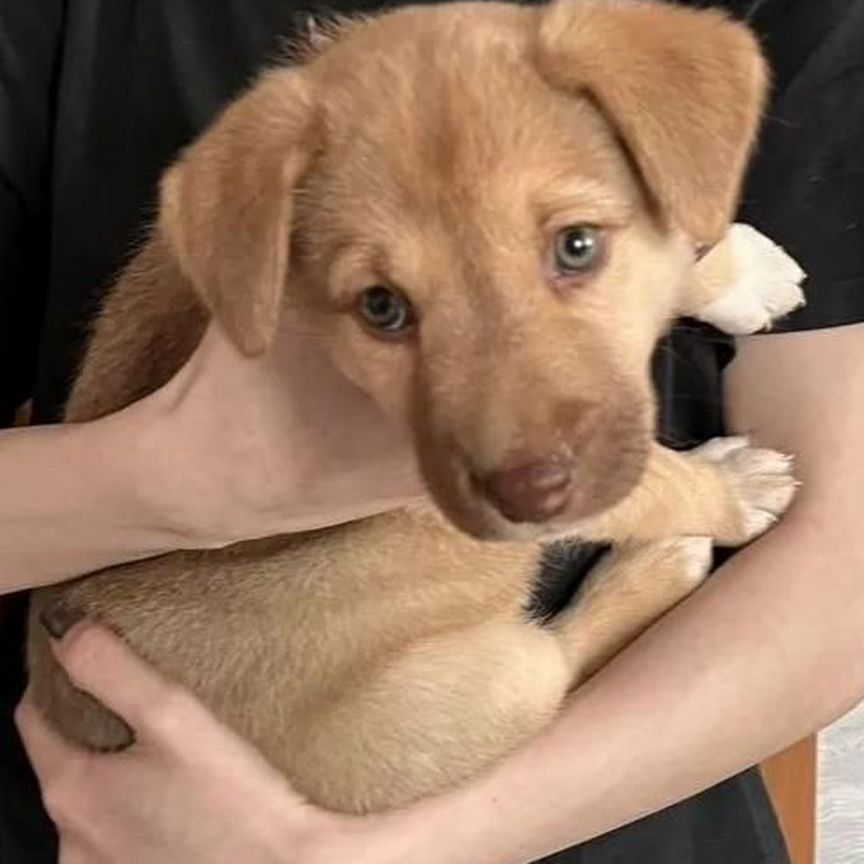 Щенок в добрые руки