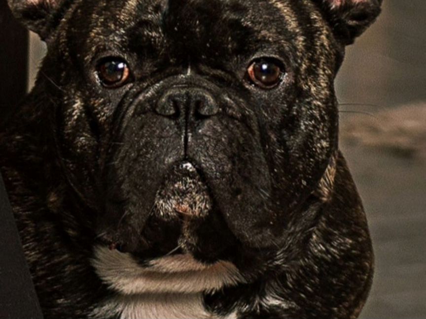 Французский бульдог