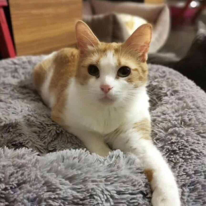 Глазки бусинки у кошки