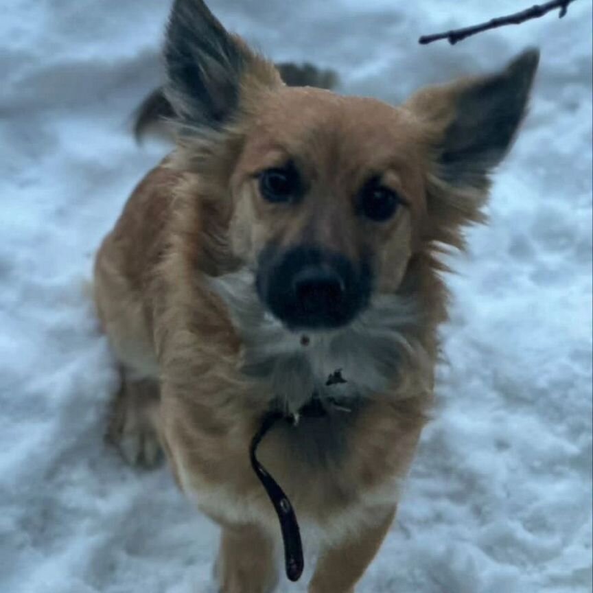 Лапочка в добрые руки