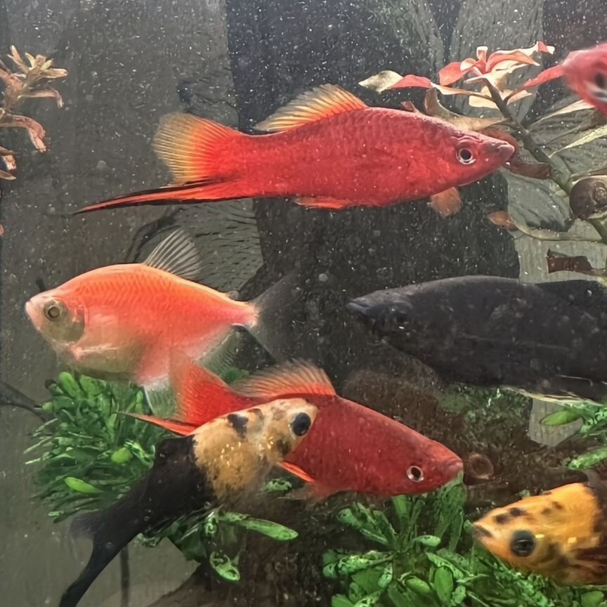 Красный меченосец (Xiphophorus hellerii var Red)