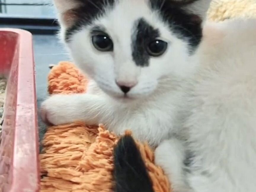 Маленький котенок Зайчик ищет дом