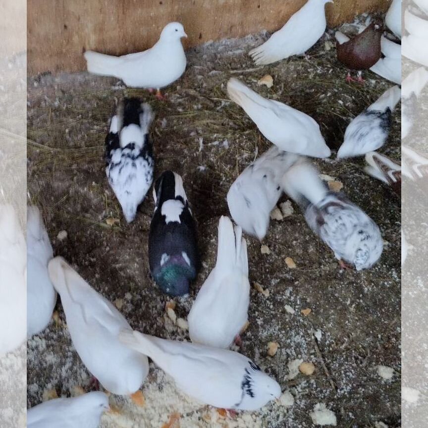 Николаевские голуби