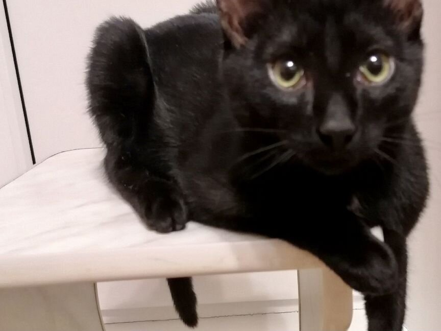 Котенок подросток