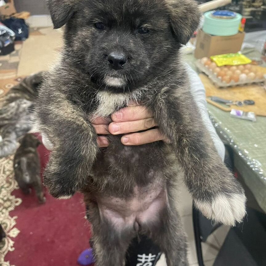 Щенок девочка