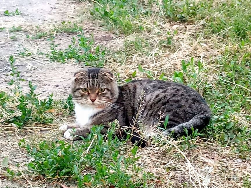 Великолепный котик