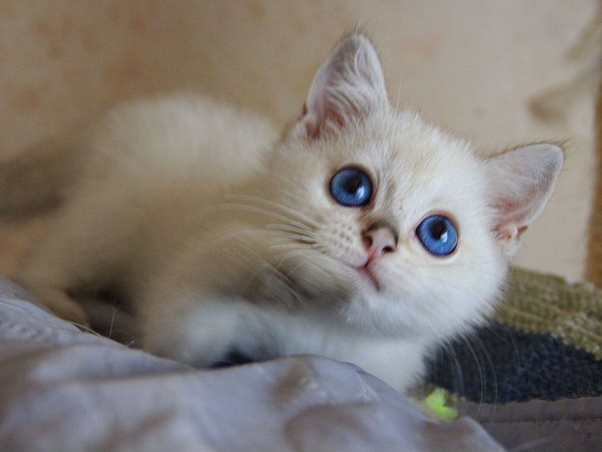 Серебристый колорпойнт с неоновыми глазами