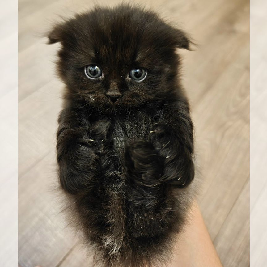 Шотландский вислоухий длинношёрстный котёнок