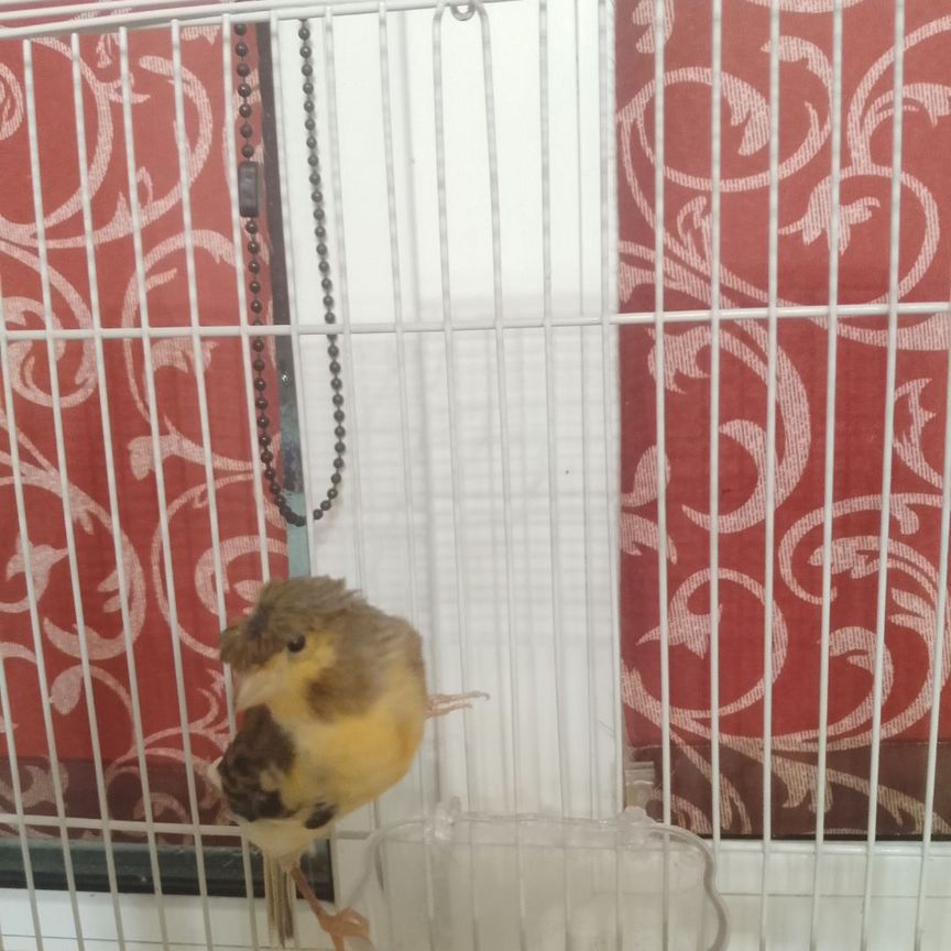 Канарейки