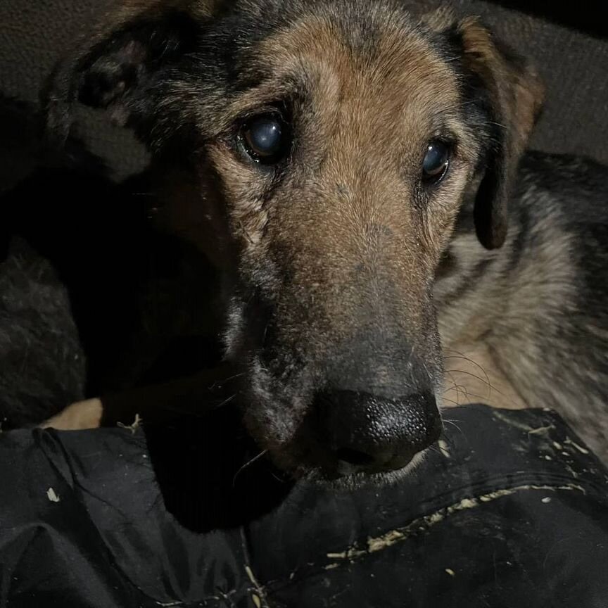 Старичок Серго навсегда в приюте