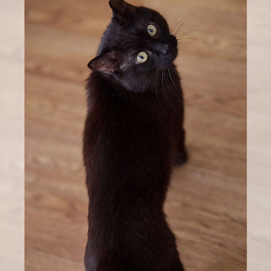 Кот Тима ищет дом