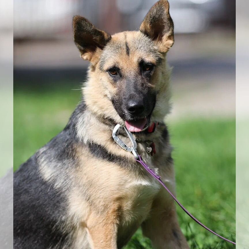 Немецкая овчарка собака в добрые руки