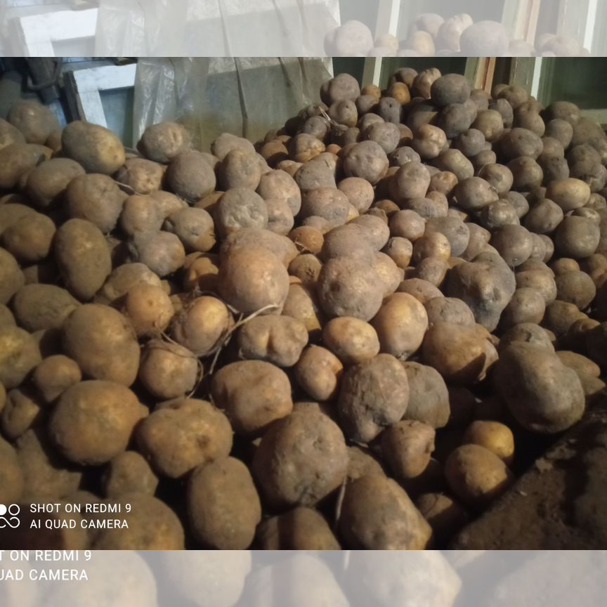 Картофель мелкий