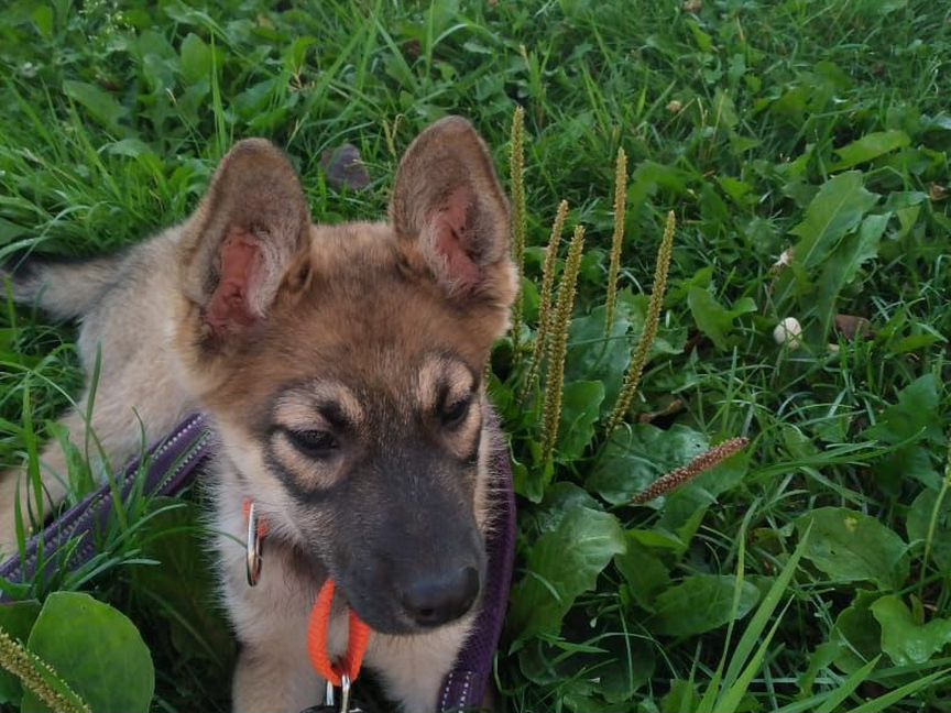 Отдам в добрые руки