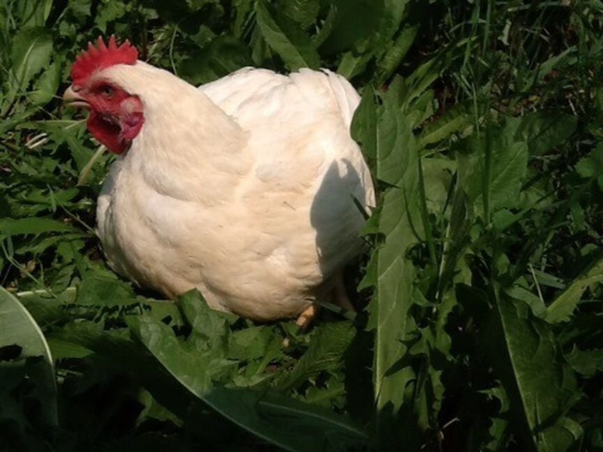 Бройлер Кобб 500