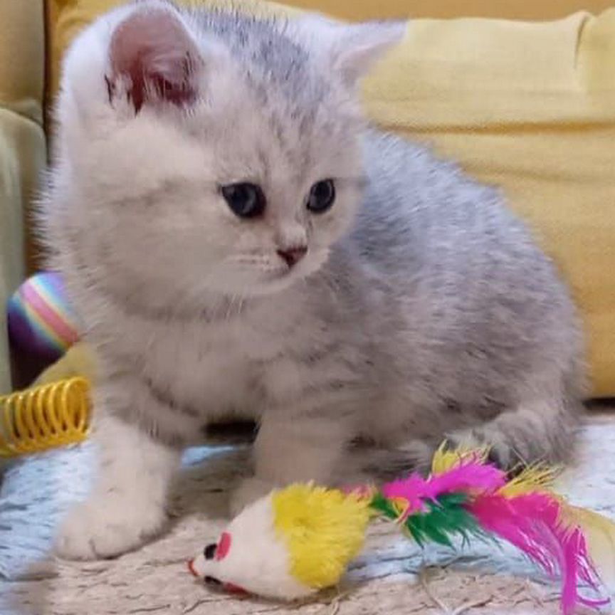 Британский серебристый мальчик