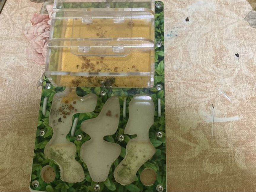 Муравьиная ферма