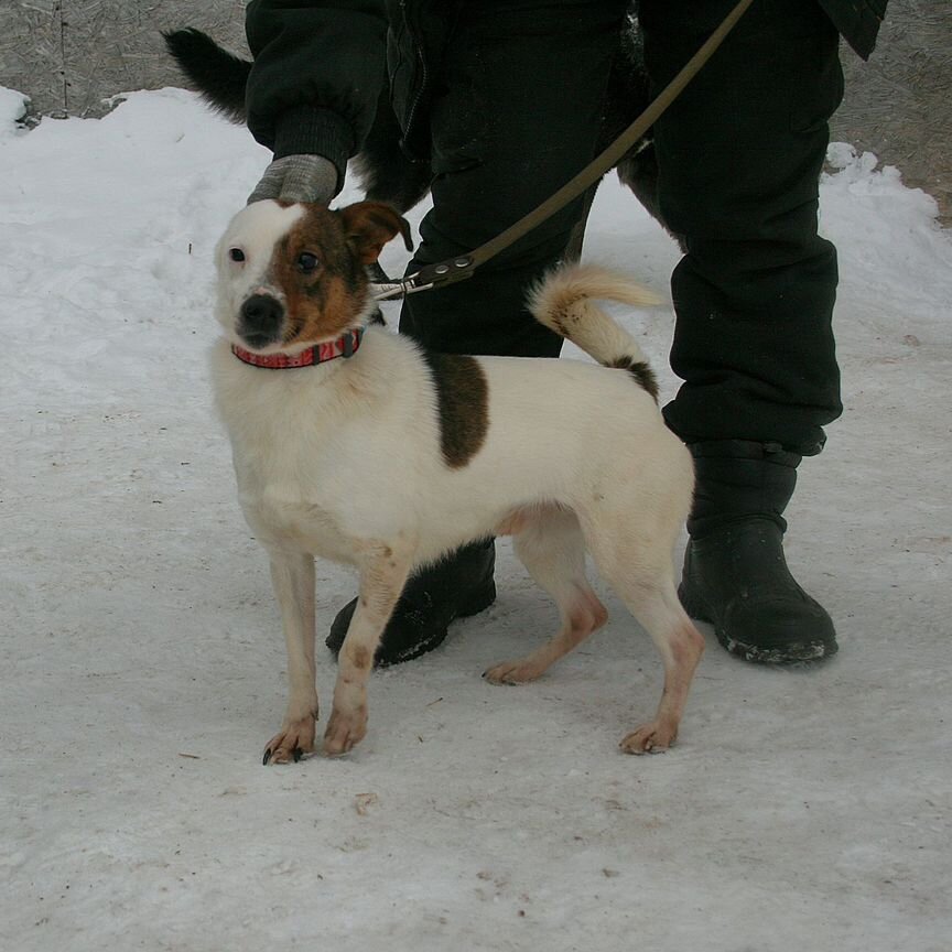 Маленькая собака в добрые руки