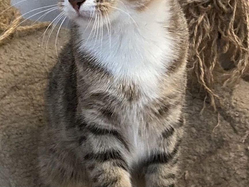 Котенок девочка табби