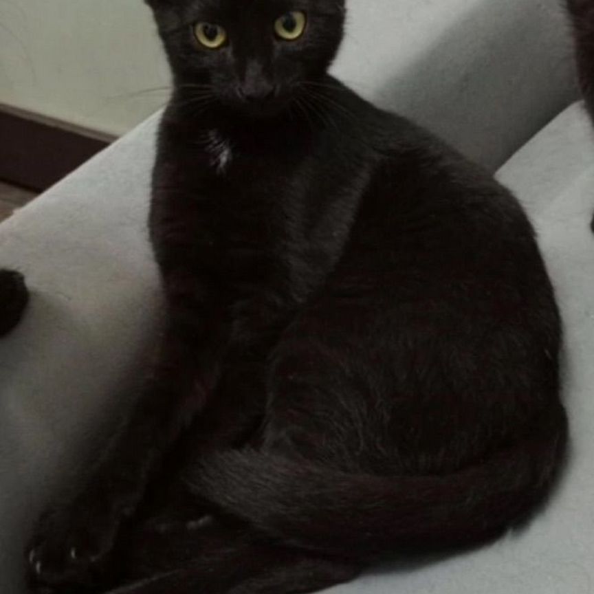 Котик Филя в добрые руки