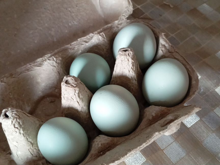 Яйцо инкубационное лакеданзии, брама колумбийская