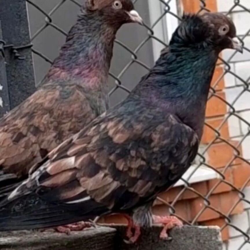 Голуби бакинцы