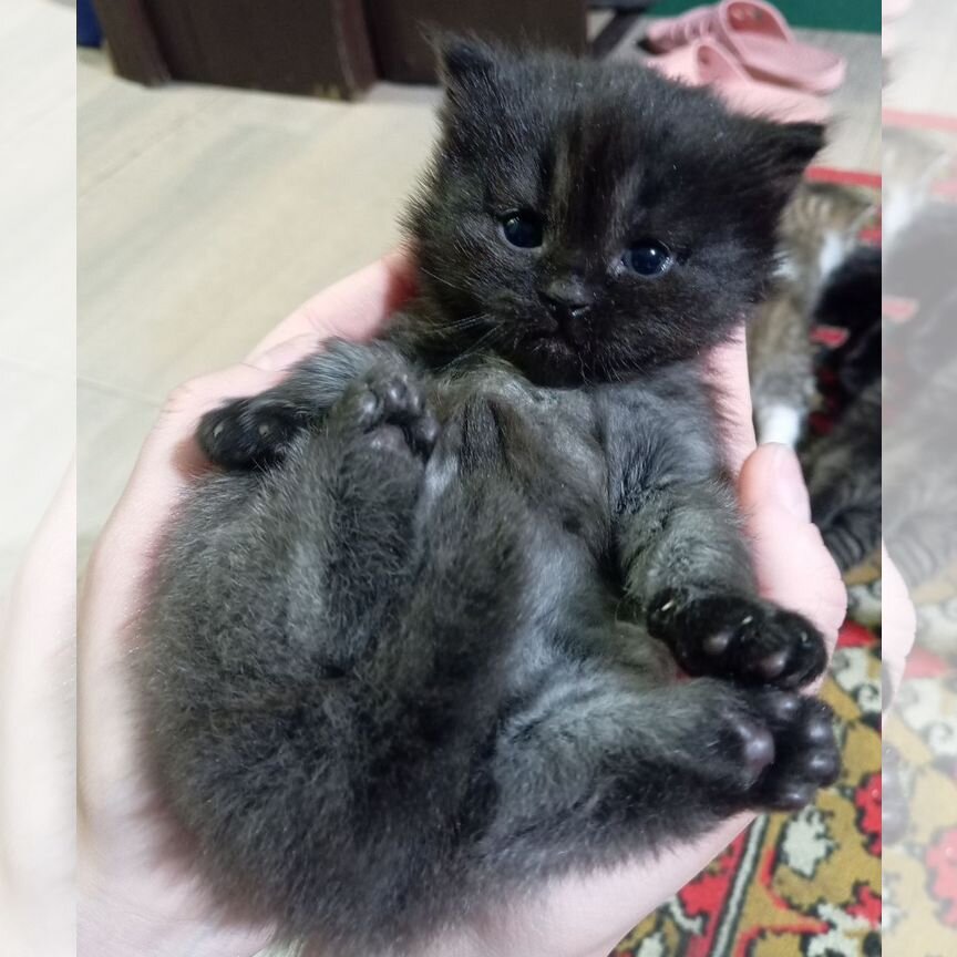 Котёнок в добрые руки