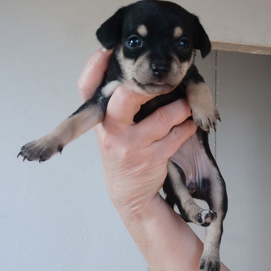 Русский той-терьер, щенок