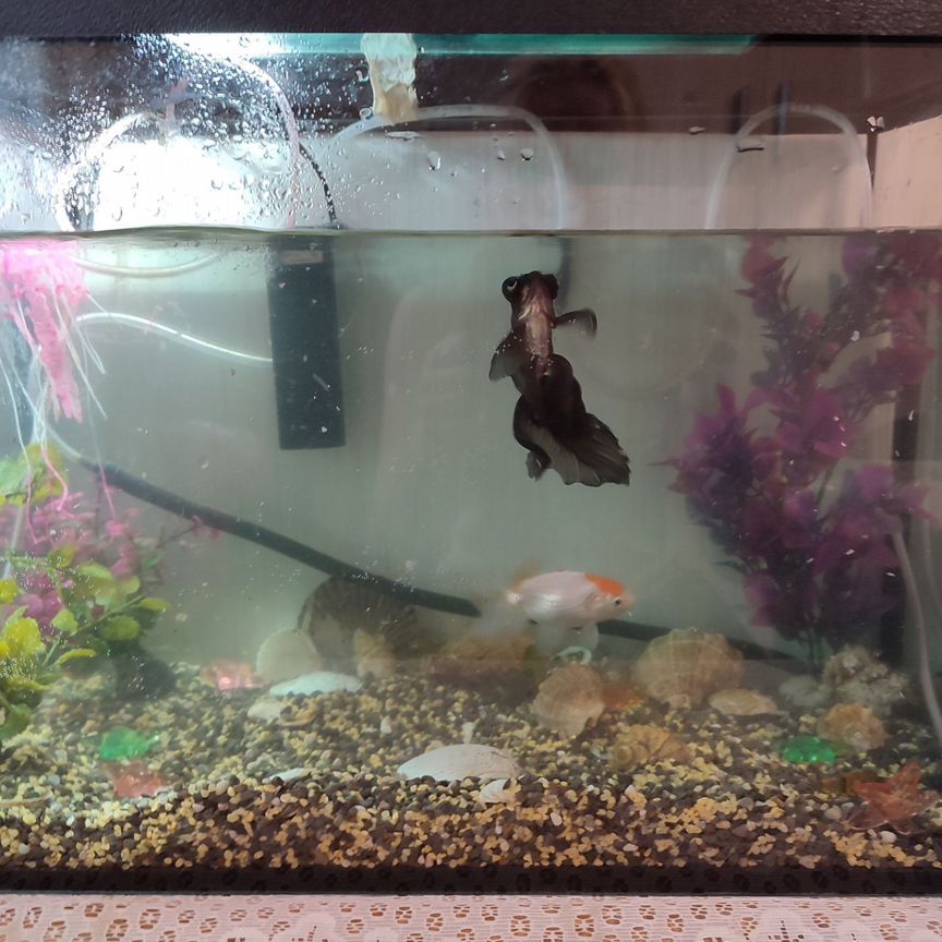 Аквариум на 50 литров