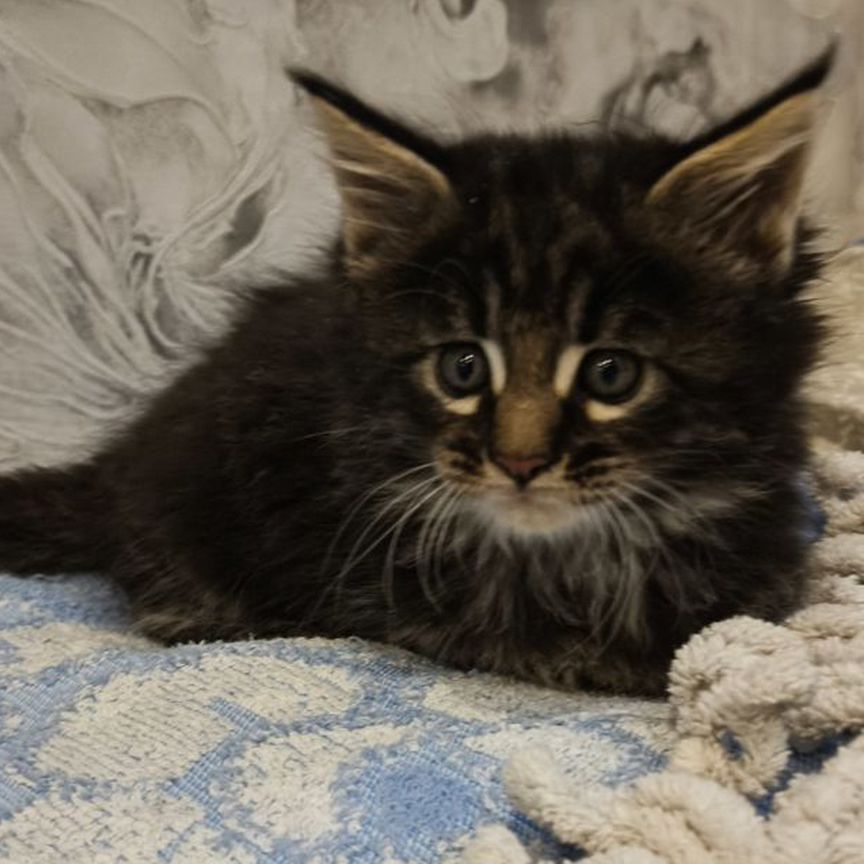 Мейн-кун котёнок