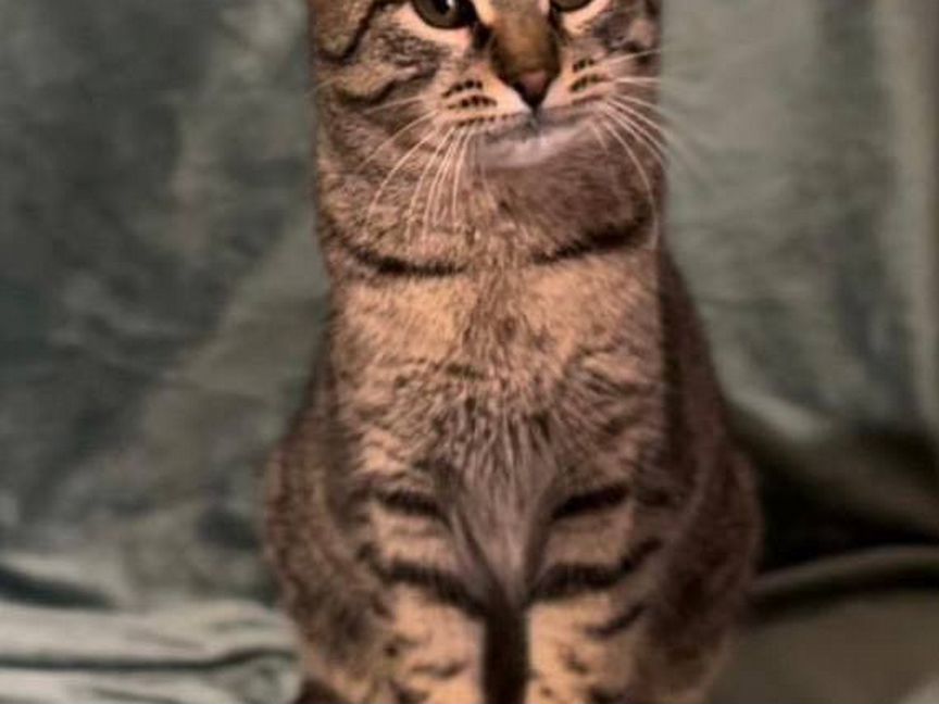 Европейский котенок в дар