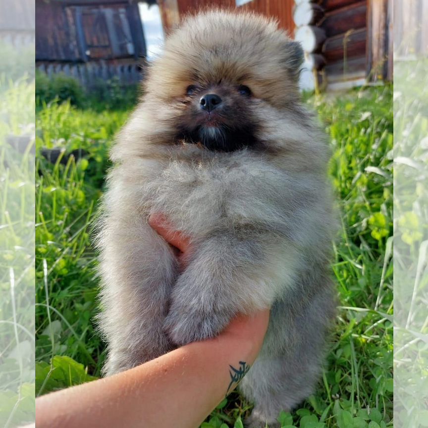 Шпиц миниатюра