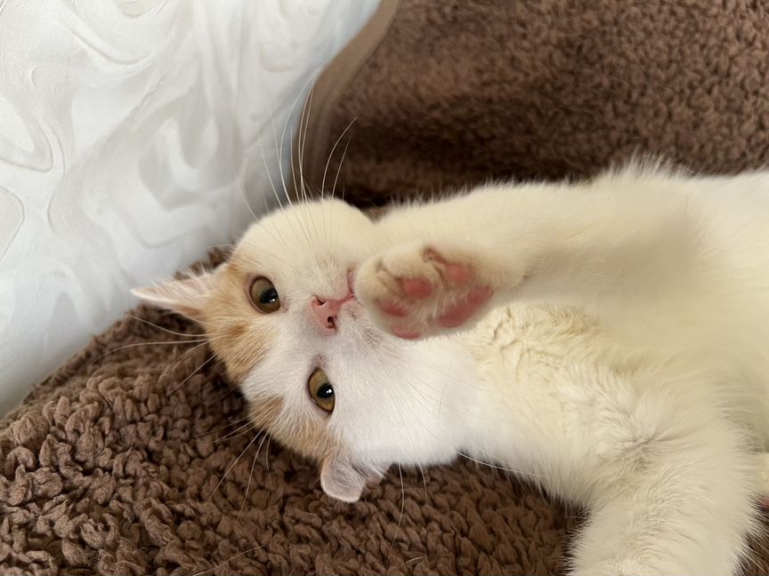 Чудик в поисках дома