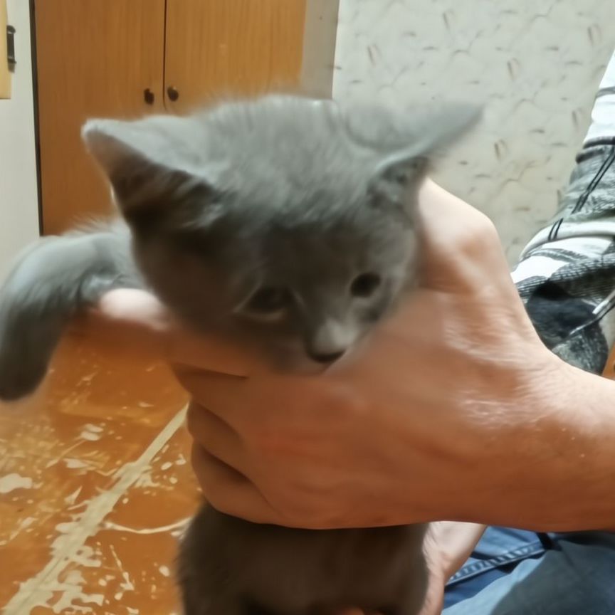 Котёнок в добрые руки