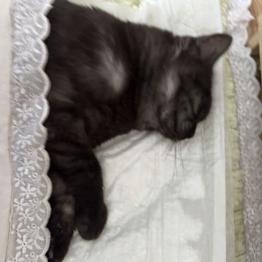 Котенок мальчик бесплатно уфа