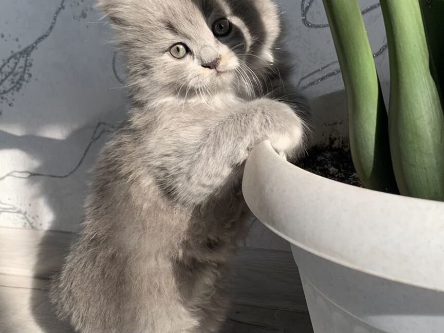 Британские котята
