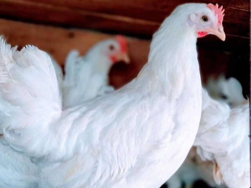 Куры молодки несушки доминант