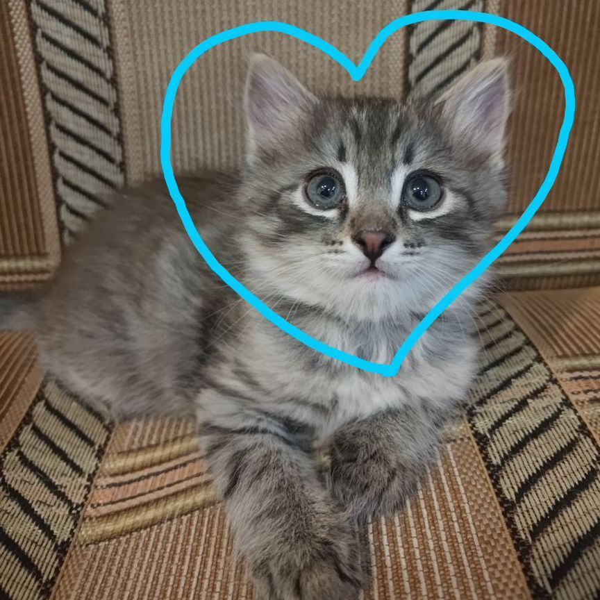 Котёнок в добрые руки