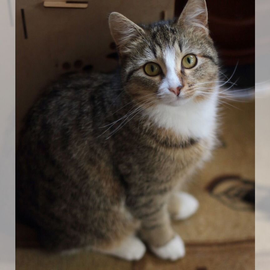 Котёнок в добрые руки